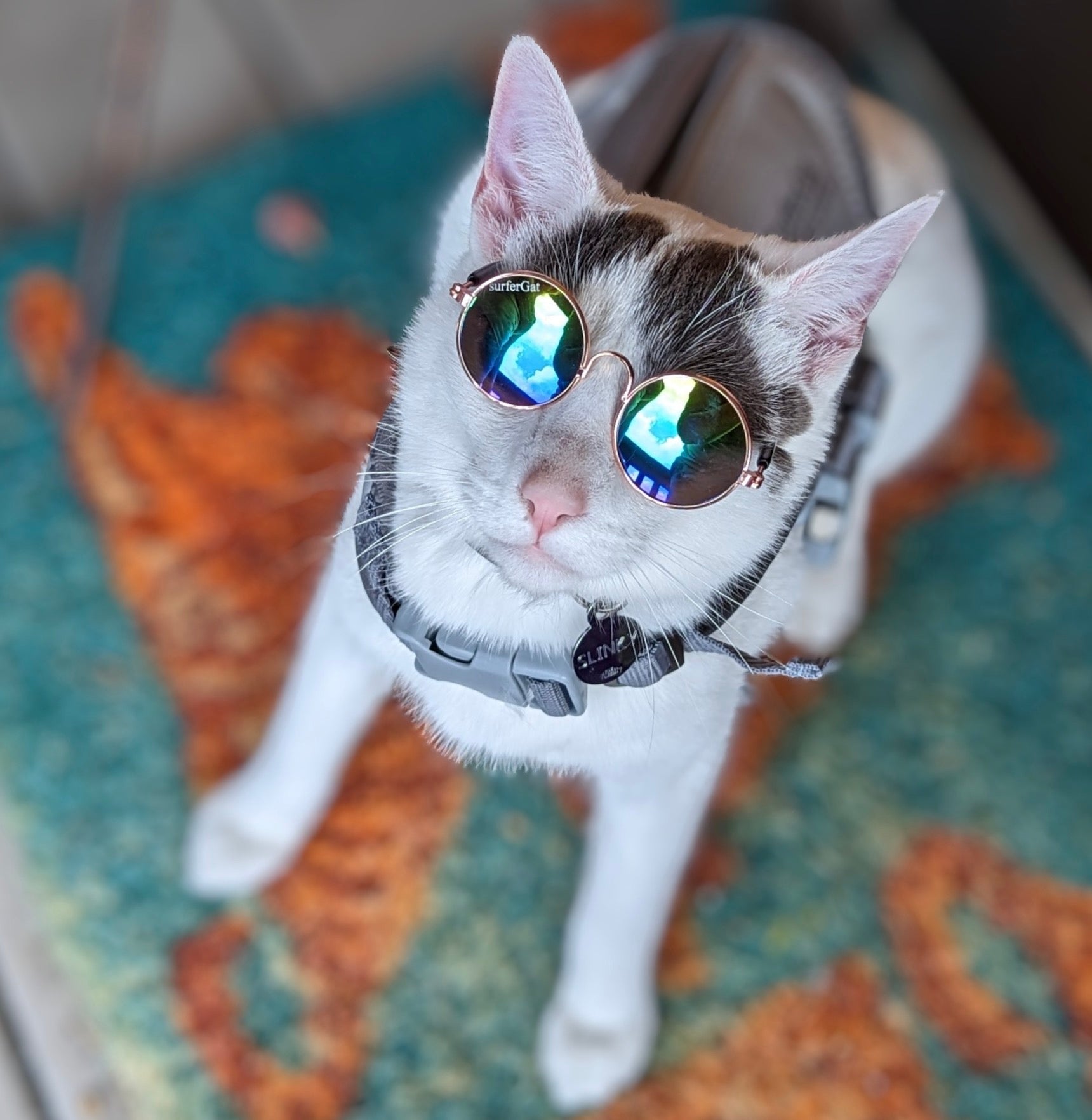 Tabcat Cat Tracker. Better Than GPS Trackers for Cats – Tabcat Tracker US
