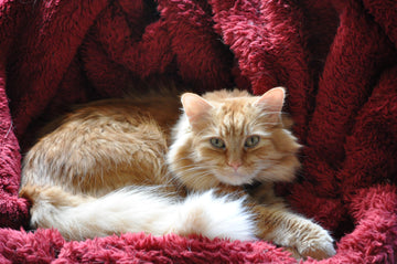 Tabcat Cat Tracker. Better Than GPS Trackers for Cats – Tabcat Tracker US