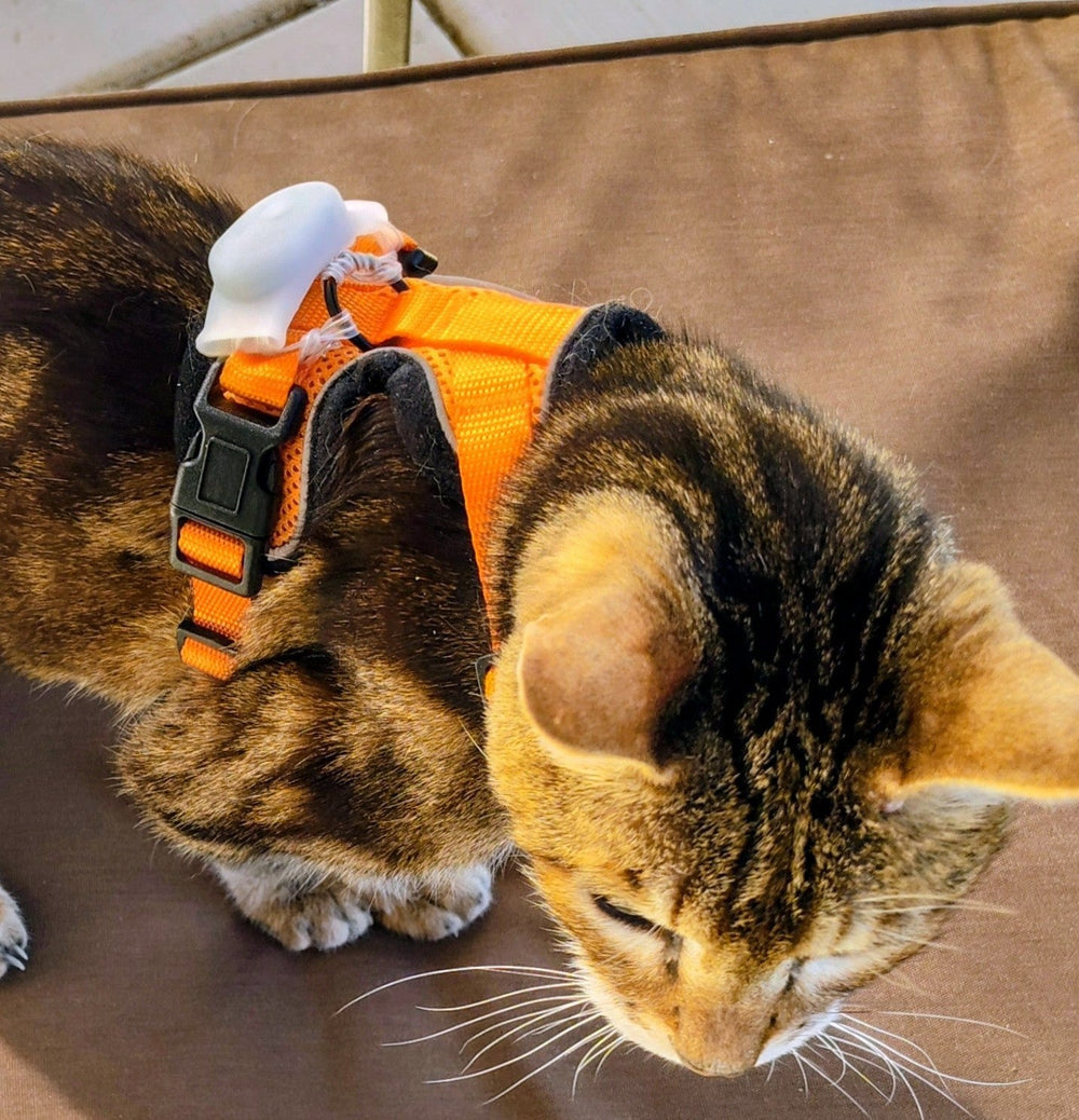Tabcat Cat Tracker. Better Than GPS Trackers for Cats – Tabcat Tracker US