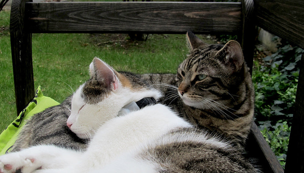 Tabcat Cat Tracker. Better Than GPS Trackers for Cats – Tabcat Tracker US