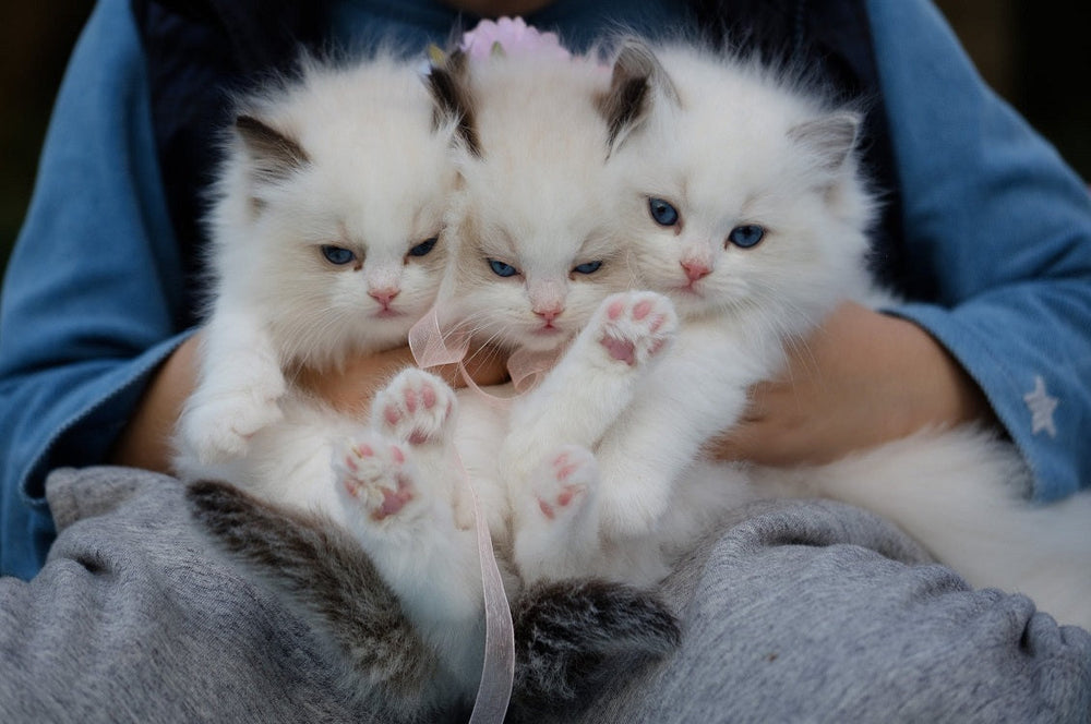 Tabcat Cat Tracker. Better Than GPS Trackers for Cats – Tabcat Tracker US