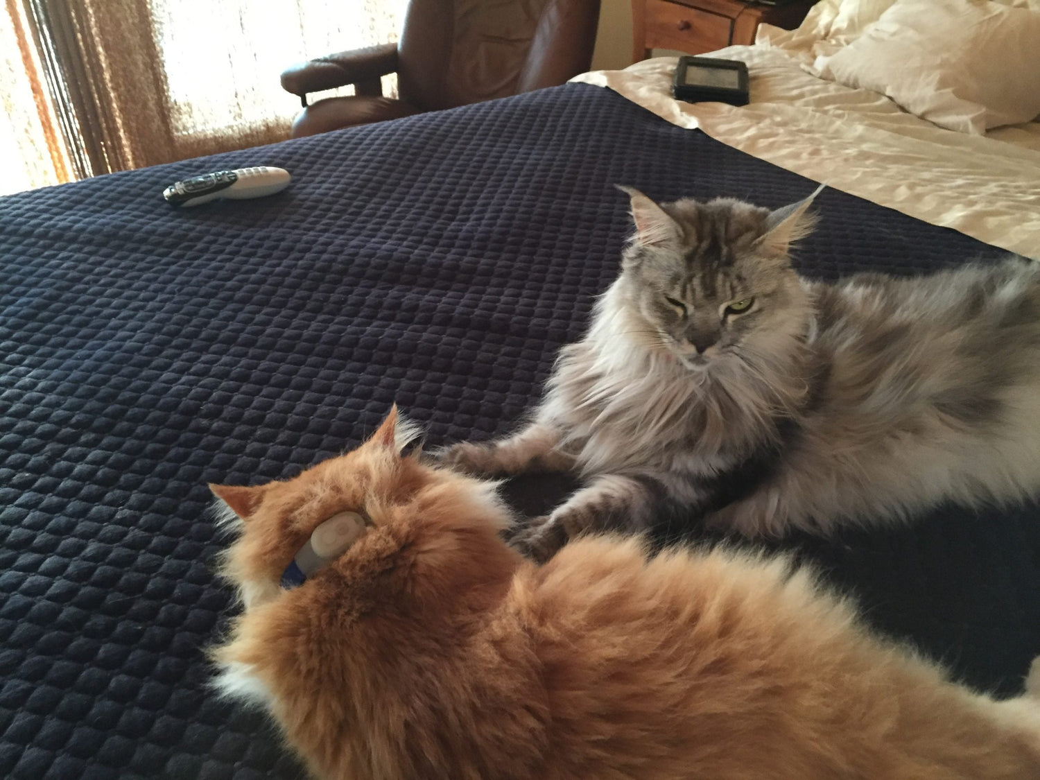 Tabcat Cat Tracker. Better Than GPS Trackers for Cats – Tabcat Tracker US