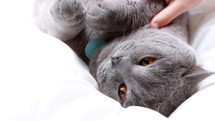 How to set up your Tabcat Cat Tracker Handset and Tags – Tabcat Tracker US