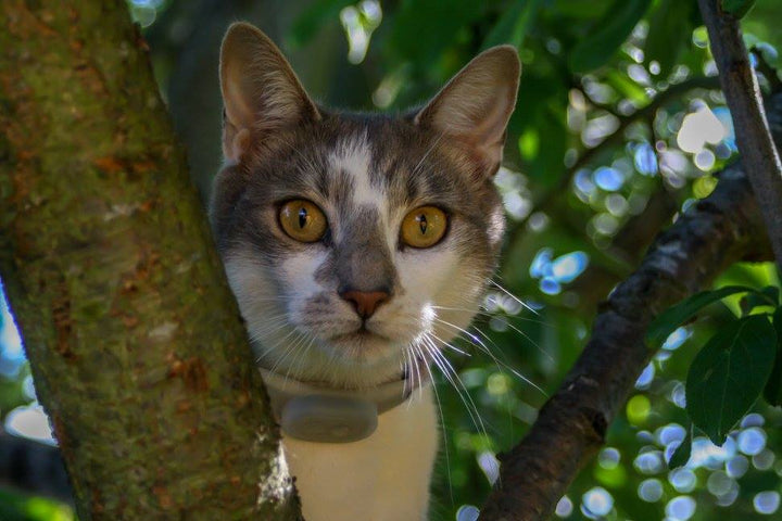 Tabcat Cat Tracker. Better Than GPS Trackers for Cats – Tabcat Tracker US