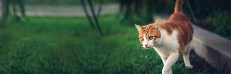 Train Your Cat to Come Home with the Tabcat Cat Tracker – Tabcat Tracker US