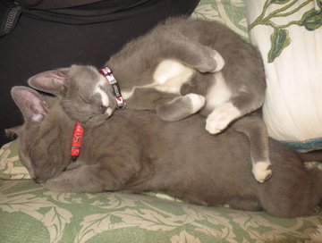 Tabcat Cat Tracker. Better Than GPS Trackers for Cats – Tabcat Tracker US