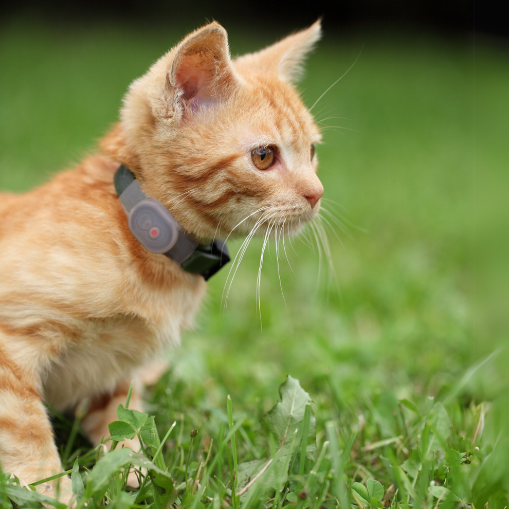 Homing Tags & Cases Bundle – Tabcat Tracker US