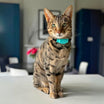 Tabcat Tracker – Tabcat Tracker US