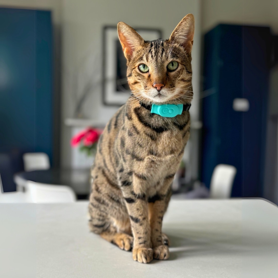 Tabcat Tracker – Tabcat Tracker US